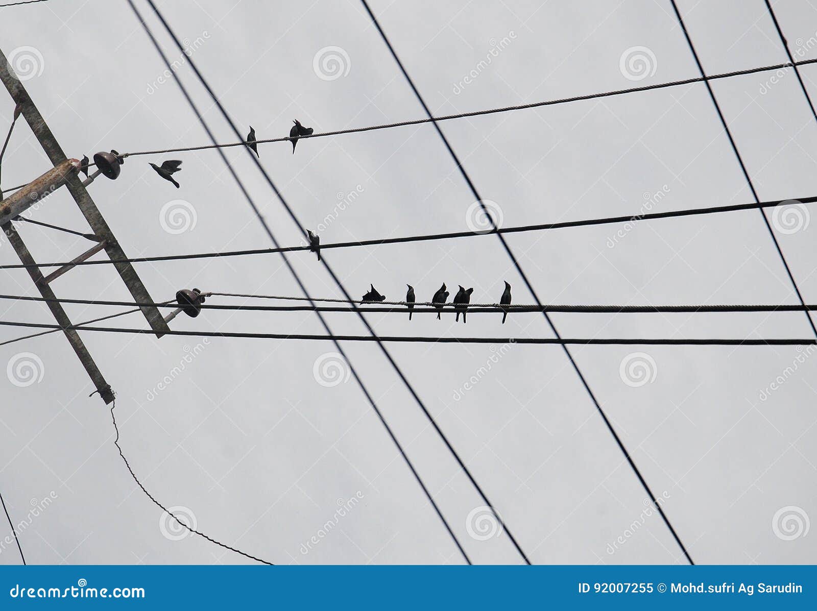 Bird on electric cable stock image. Image of bird, flock - 92007255