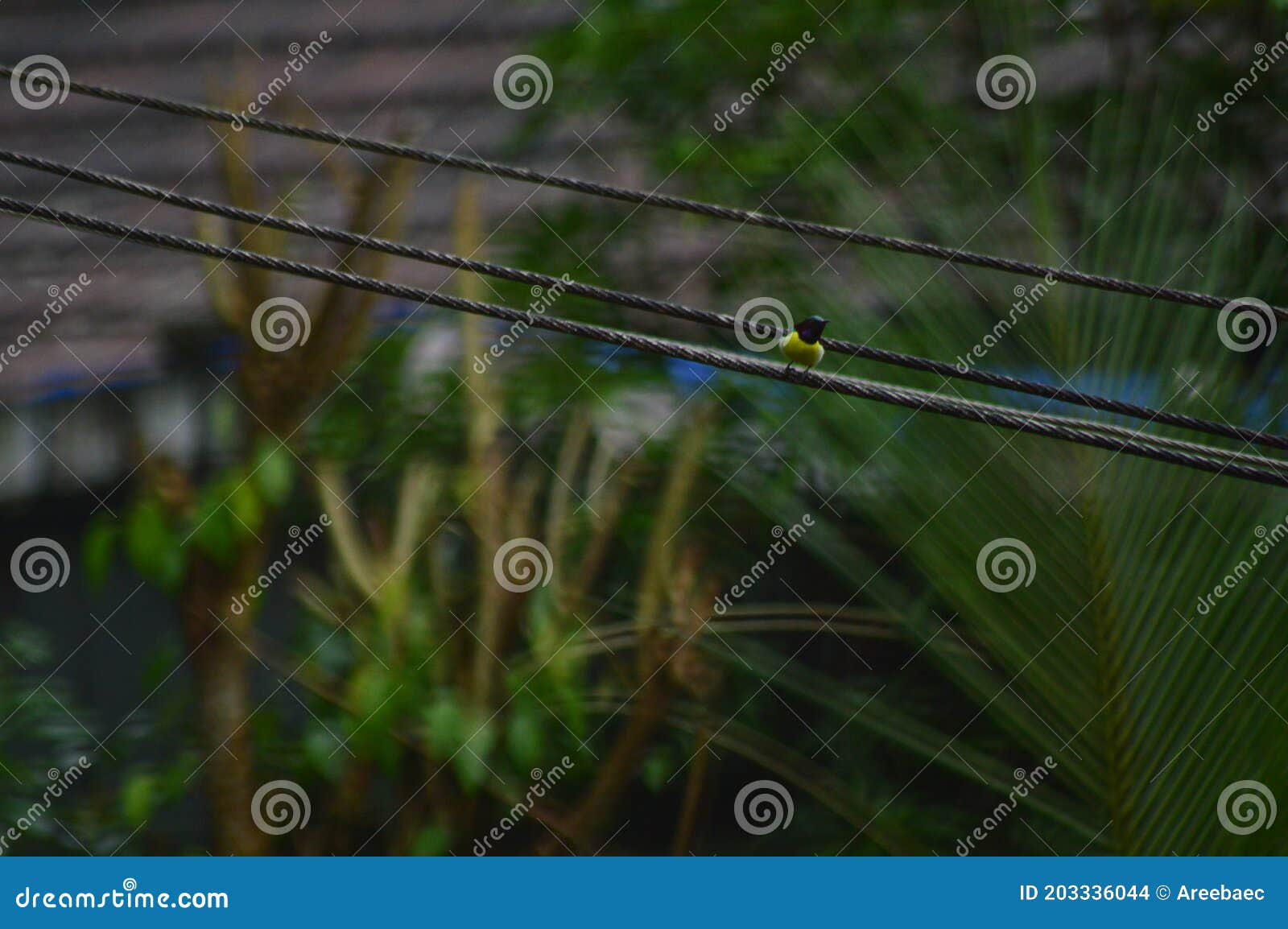 Bird on electric line stock photo. Image of twig, wildlife - 203336044