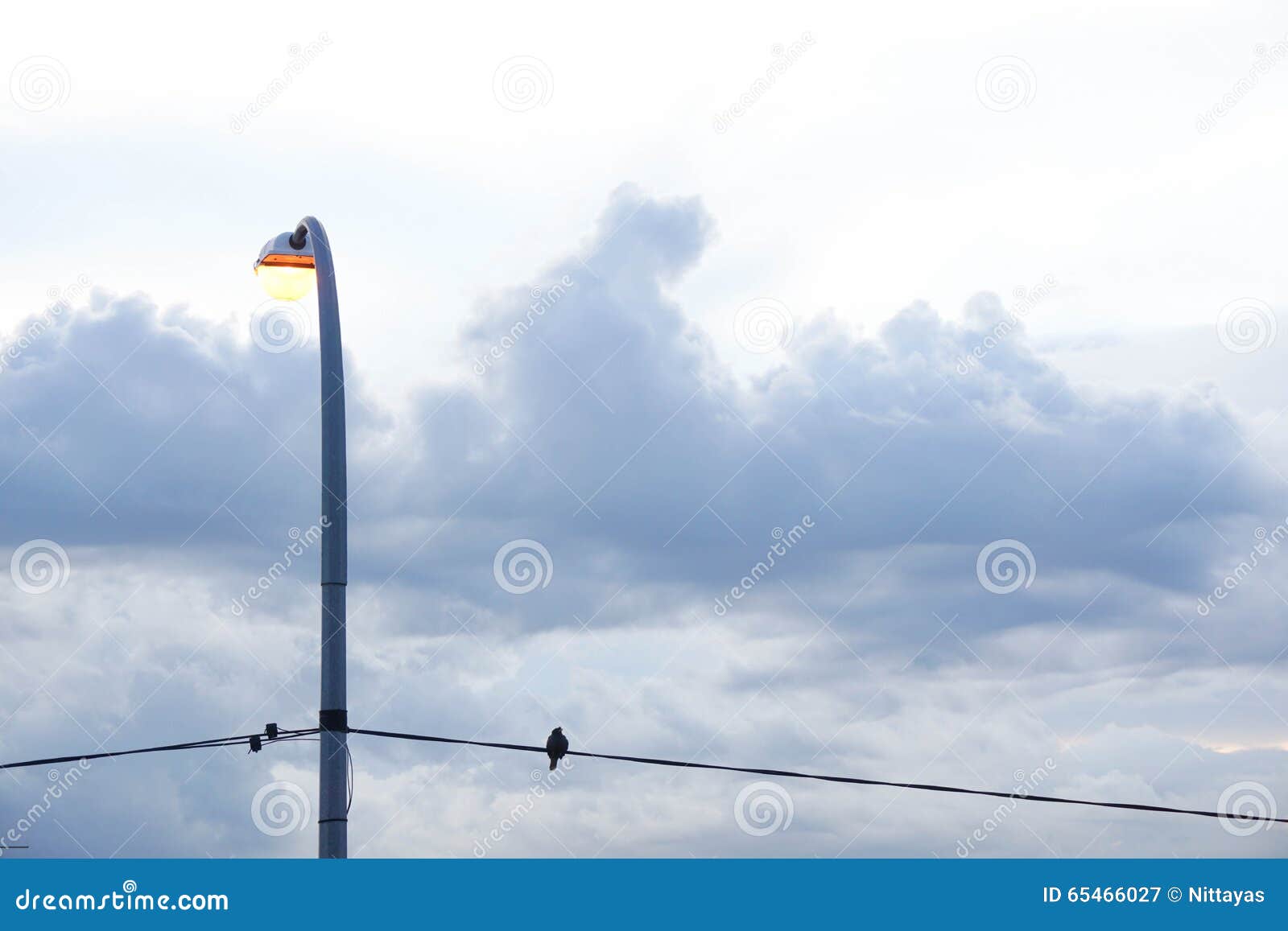 Bird on Electric Wire with Street Lamp Looking Sky Stock Image - Image ...