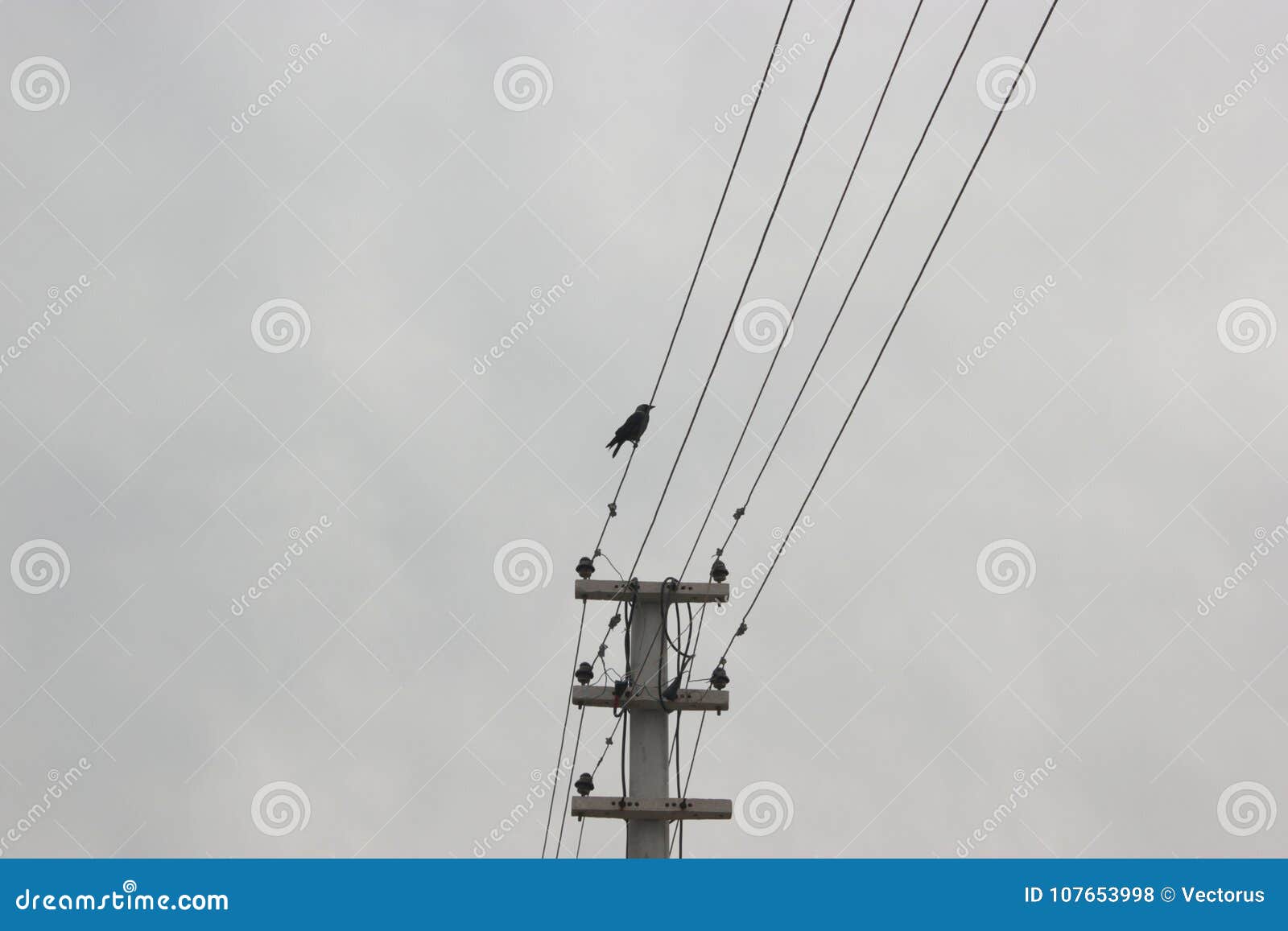 Bird on Electric Wire Waiting for Flying Stock Photo - Image of ...