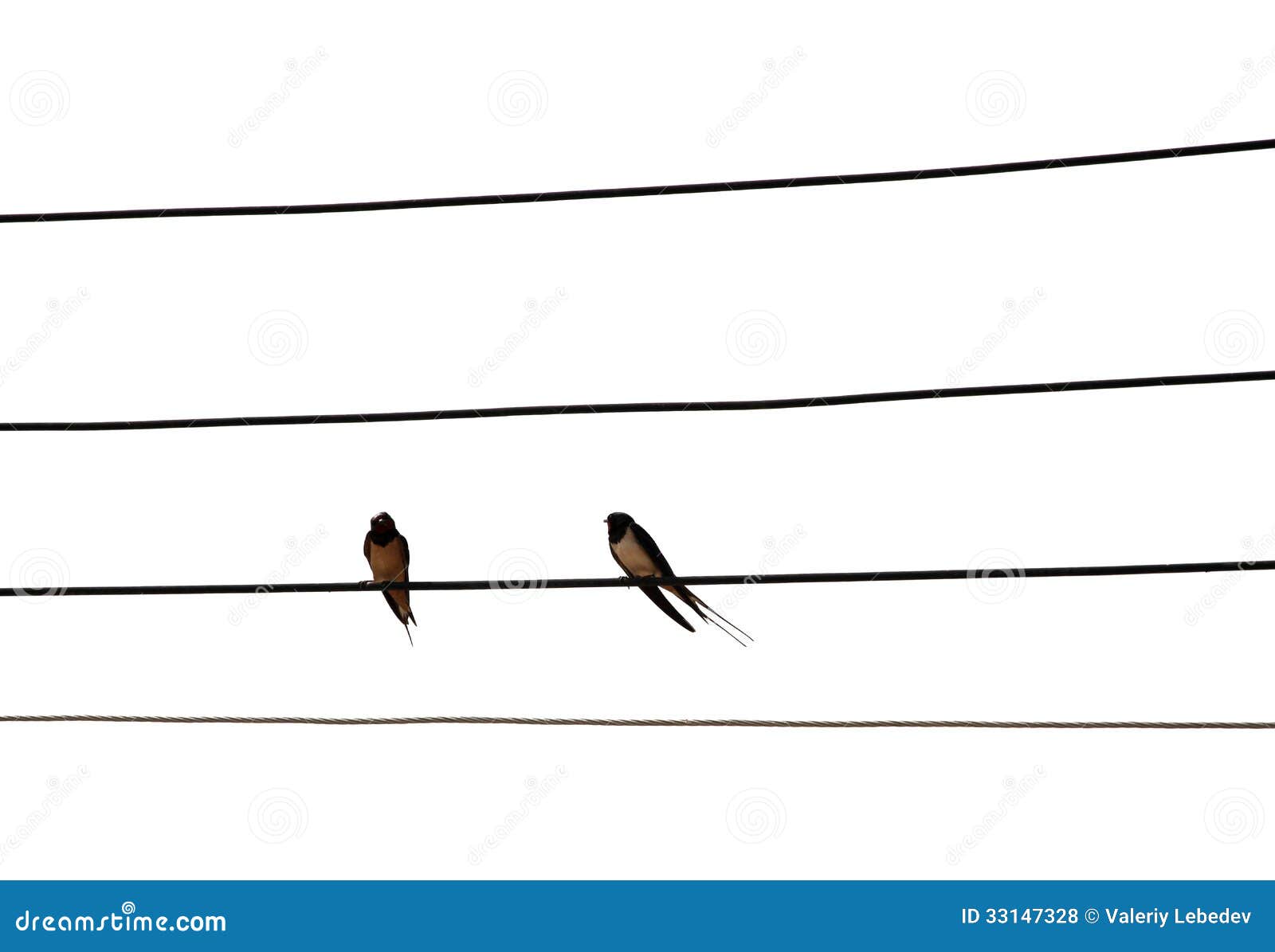 Bird Conductor Outline Drawing, Bird Conduct Music Line Art Cartoon ...