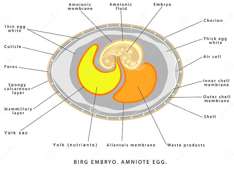 Bird embryo stock vector. Illustration of background - 227966182