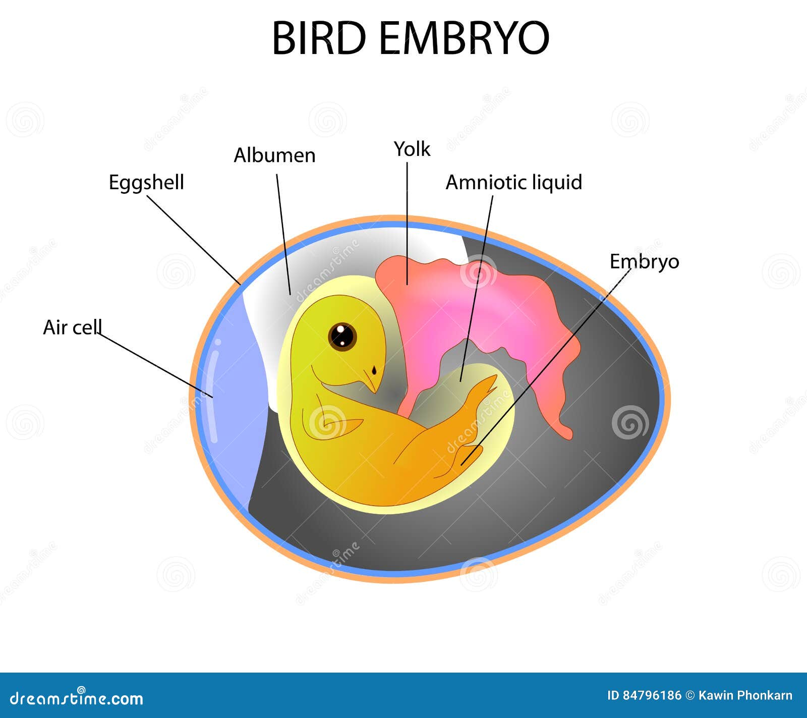 Bird embryo stock vector. Illustration of development - 84796186