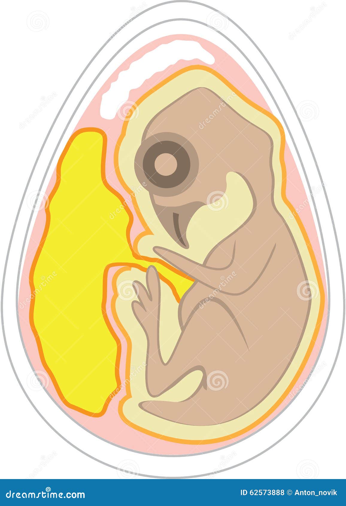 Bird Embryo Vector Illustration | CartoonDealer.com #84796186