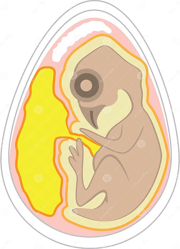 Bird Embryo vector stock vector. Illustration of nutrient - 62573888