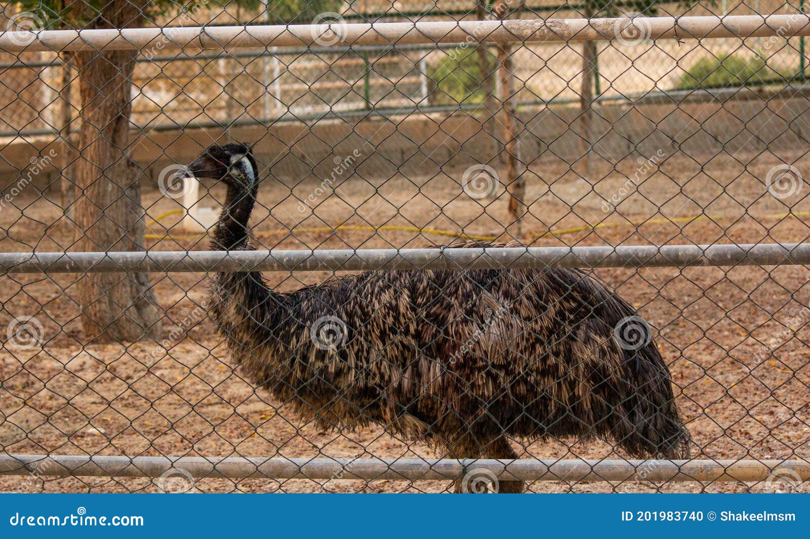 Bird Emu Behind Bars at a Zoo in Qatar Stock Photo - Image of animal ...