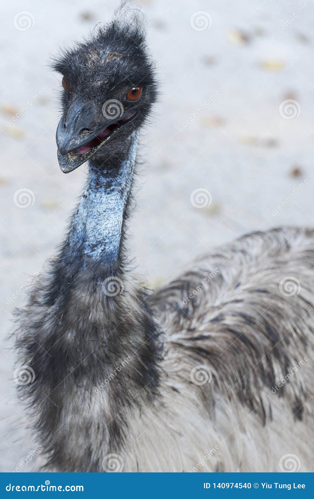 Bird emu stock photo. Image of close, feather, long - 140974540