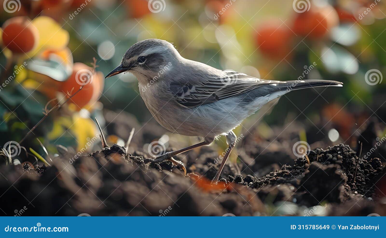 Bird Engaging in Natural Foraging Behavior: Image of Bird Digging in ...