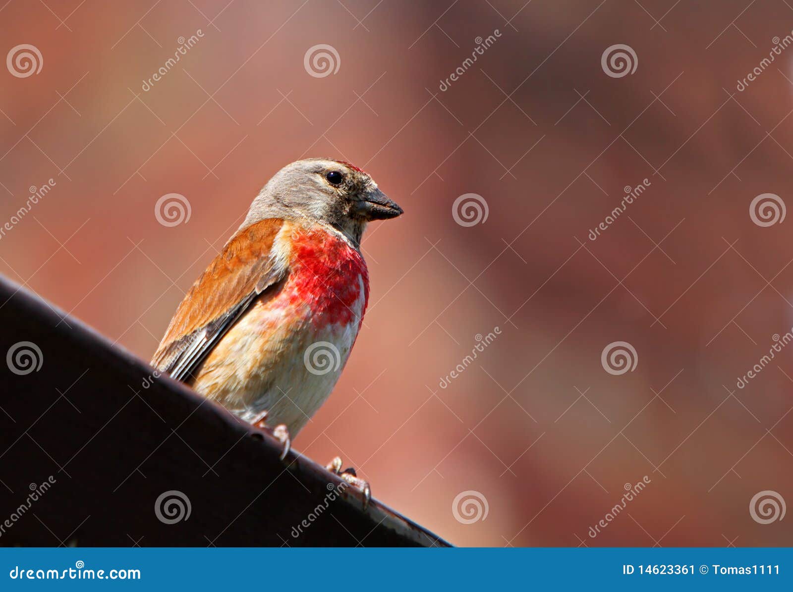 Bird - Eurasian Linnet stock image. Image of europe, park - 14623361