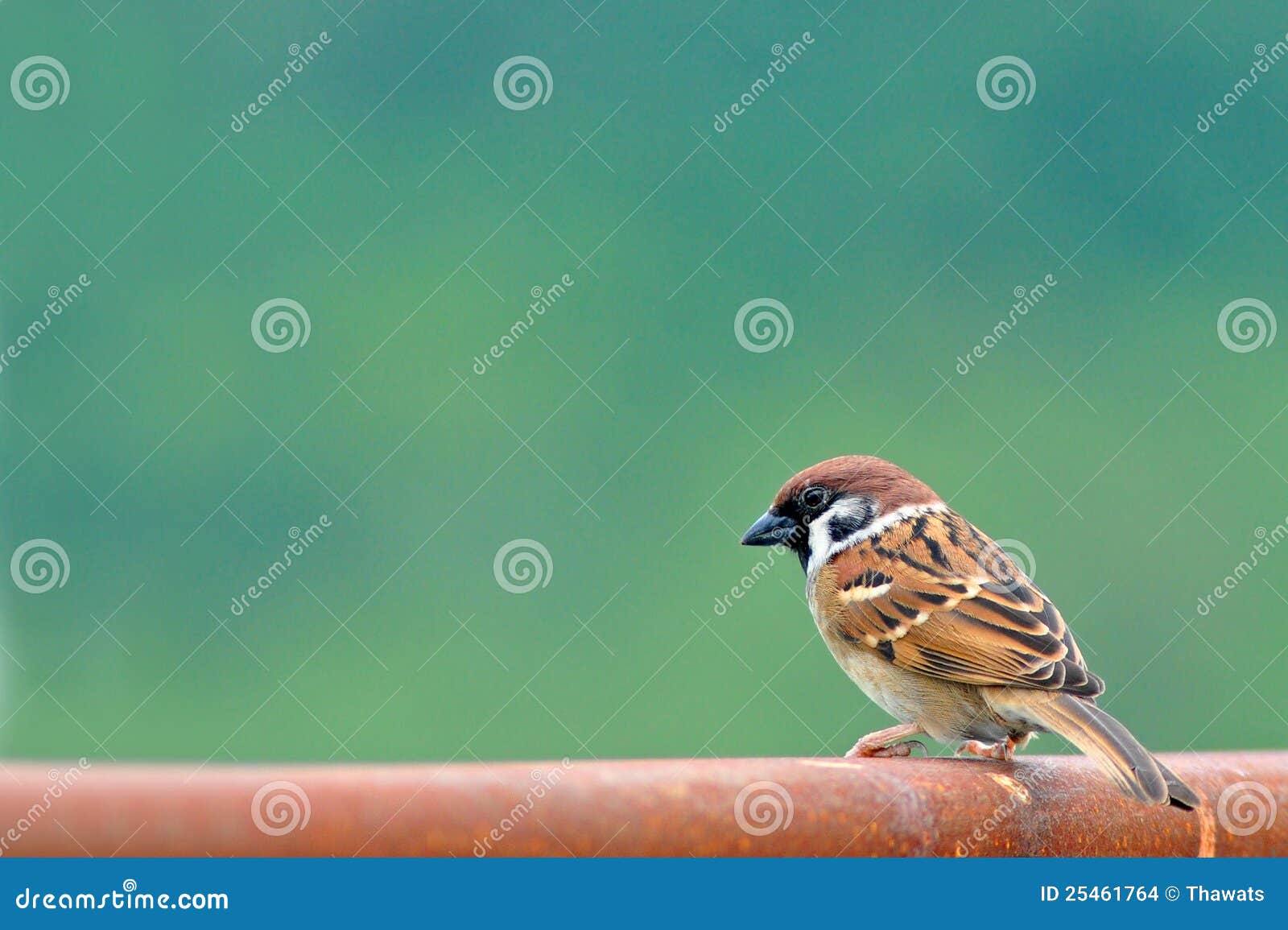 Bird (Eurasian Tree Sparrow) Stock Photo - Image of montanus, green ...