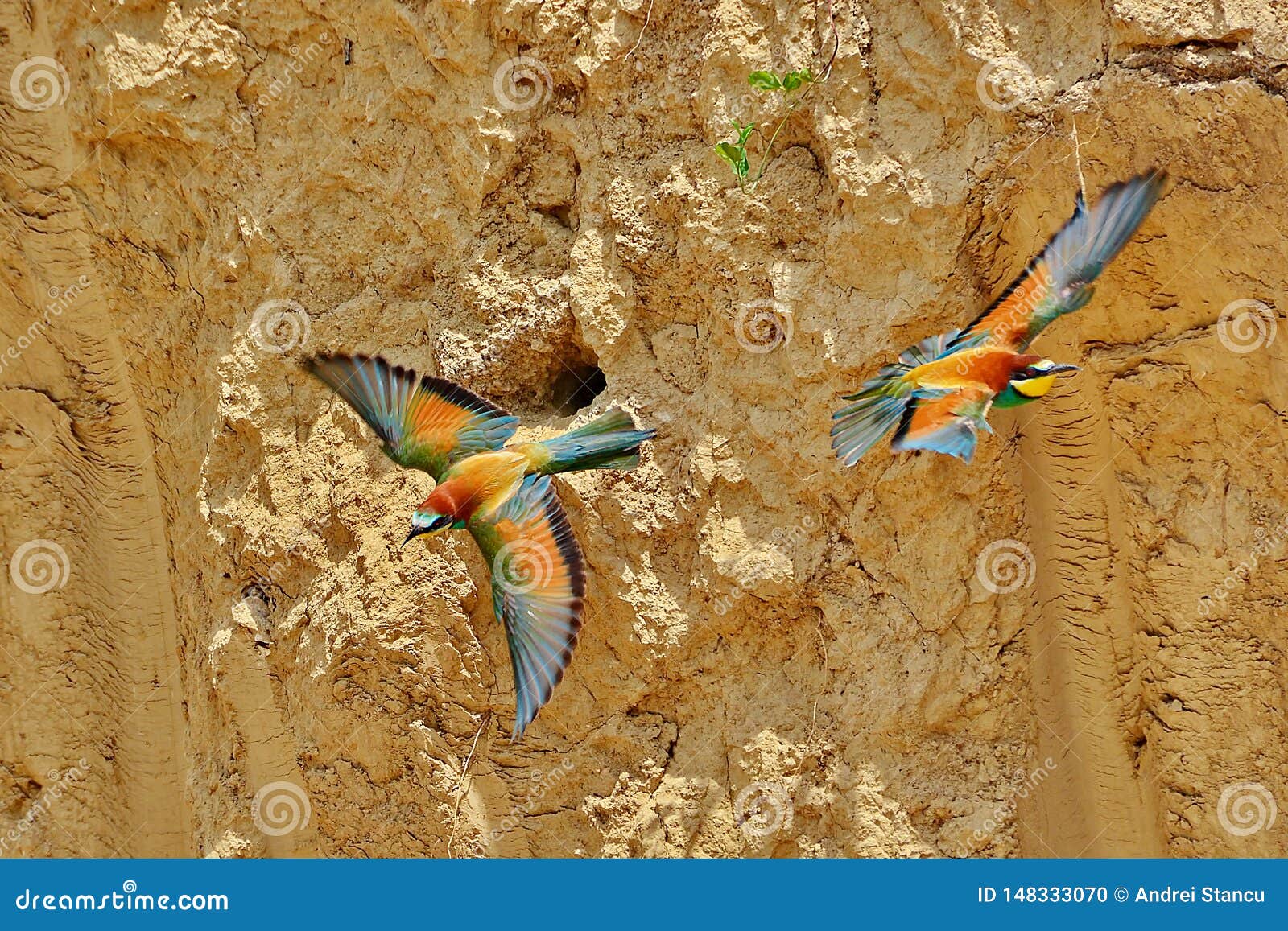 Prigoria Stock Photos - Free & Royalty-Free Stock Photos from Dreamstime