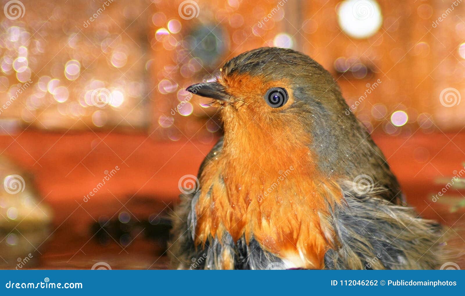 Bird, European Robin, Beak, Fauna Picture. Image: 112046262