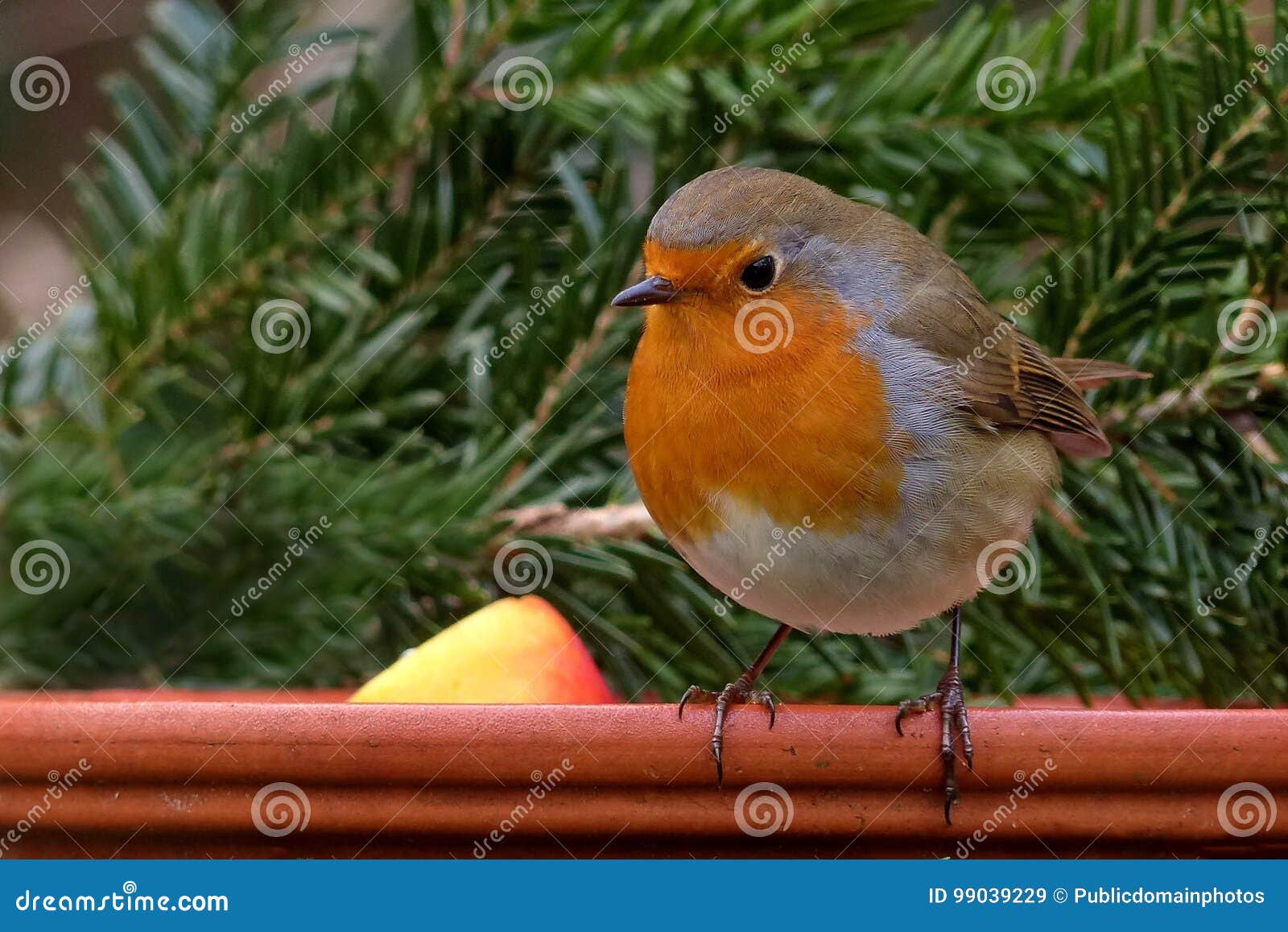 Bird, European Robin, Beak, Fauna Picture. Image: 99039229