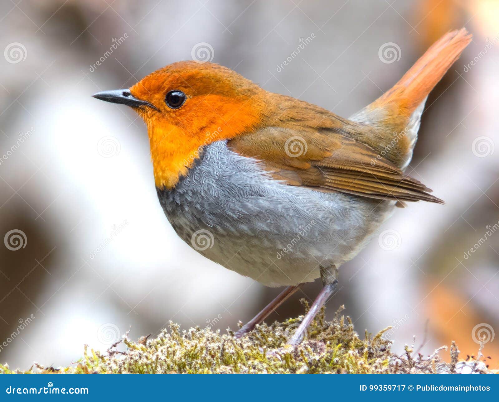 Bird, European Robin, Beak, Fauna Picture. Image: 99359717