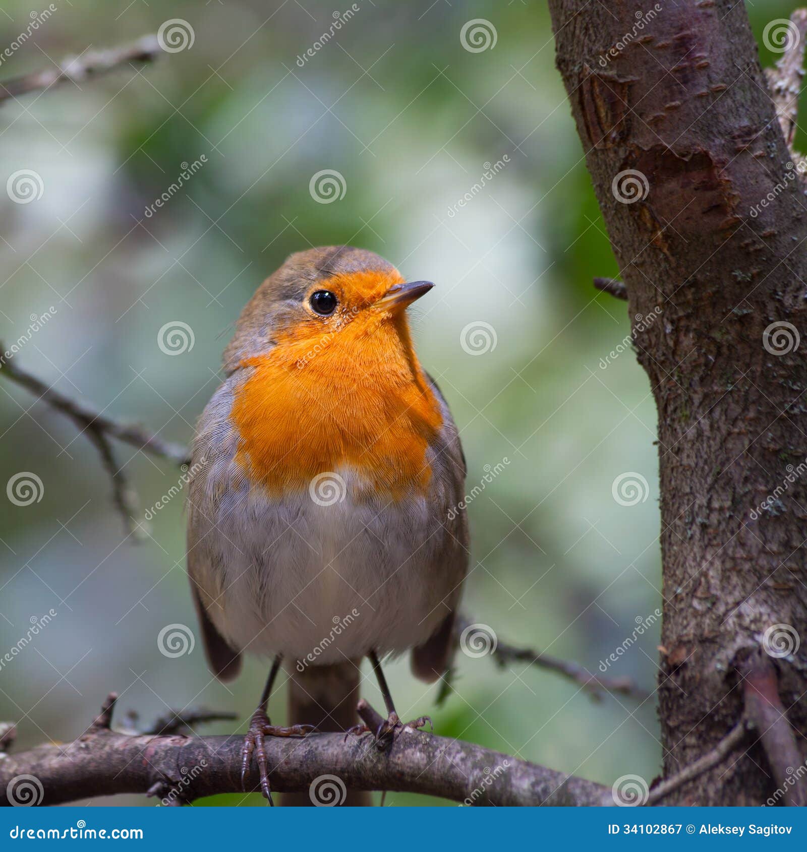 Bird European Robin stock image. Image of erithacus, wood - 34102867