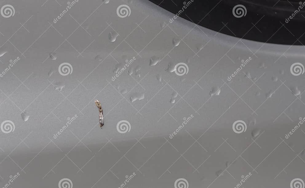 Bird excrement stock image. Image of outdoors, nature - 89171669
