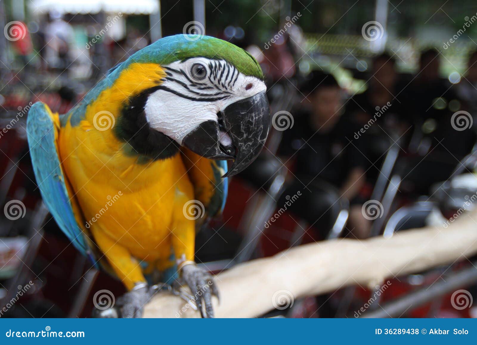 Bird exhibition editorial stock photo. Image of asia - 36289438