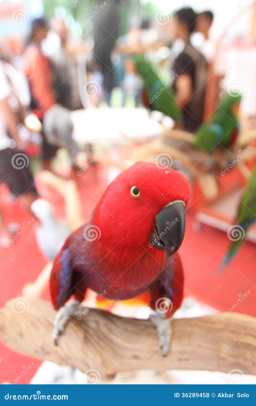 Bird exhibition editorial stock photo. Image of feed - 36289458