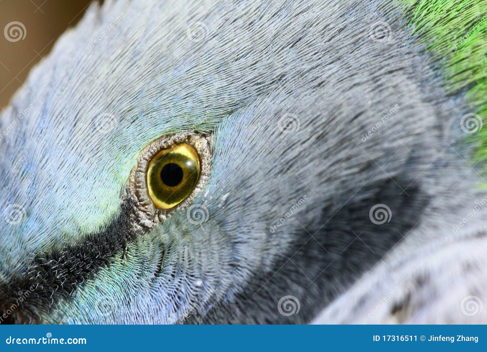 Bird eye stock image. Image of pupil, black, parrot, popinjay - 17316511
