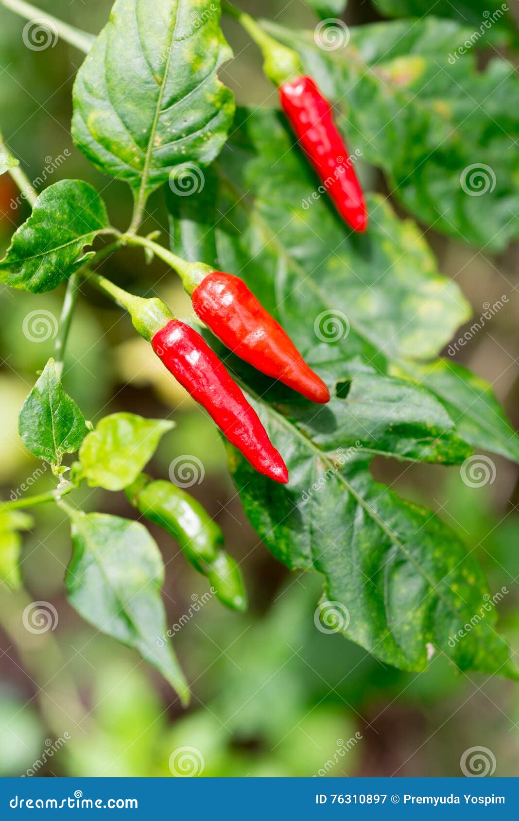 Bird eye chilli stock image. Image of chocolate, organic - 76310897