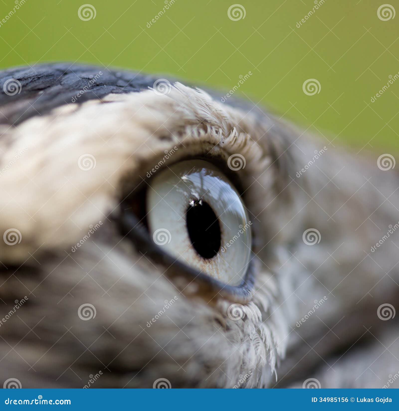 Bird Eye Royalty Free Stock Image - Image: 34985156