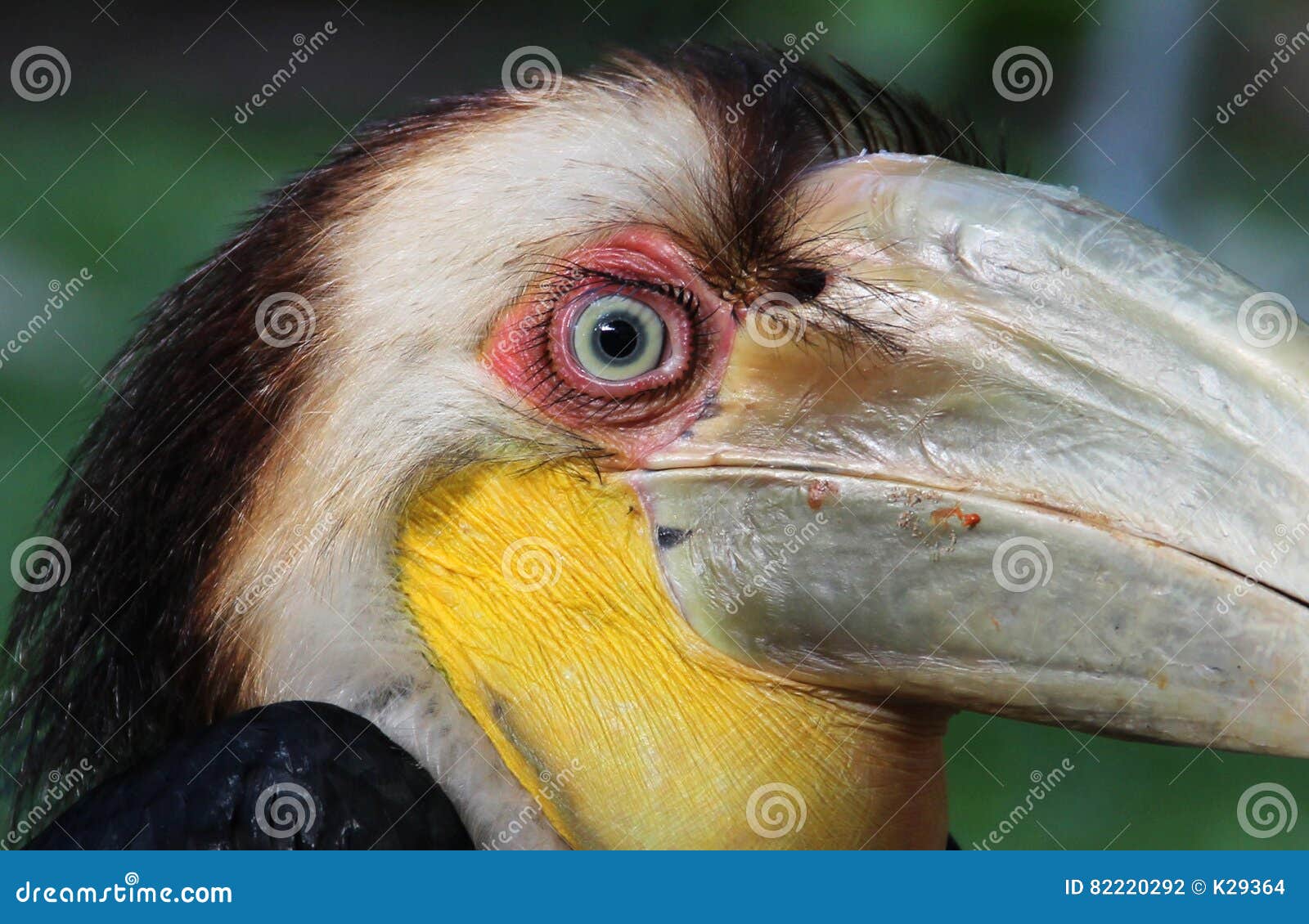 Bird eye stock photo. Image of brown, lovely, mood, nature - 82220292