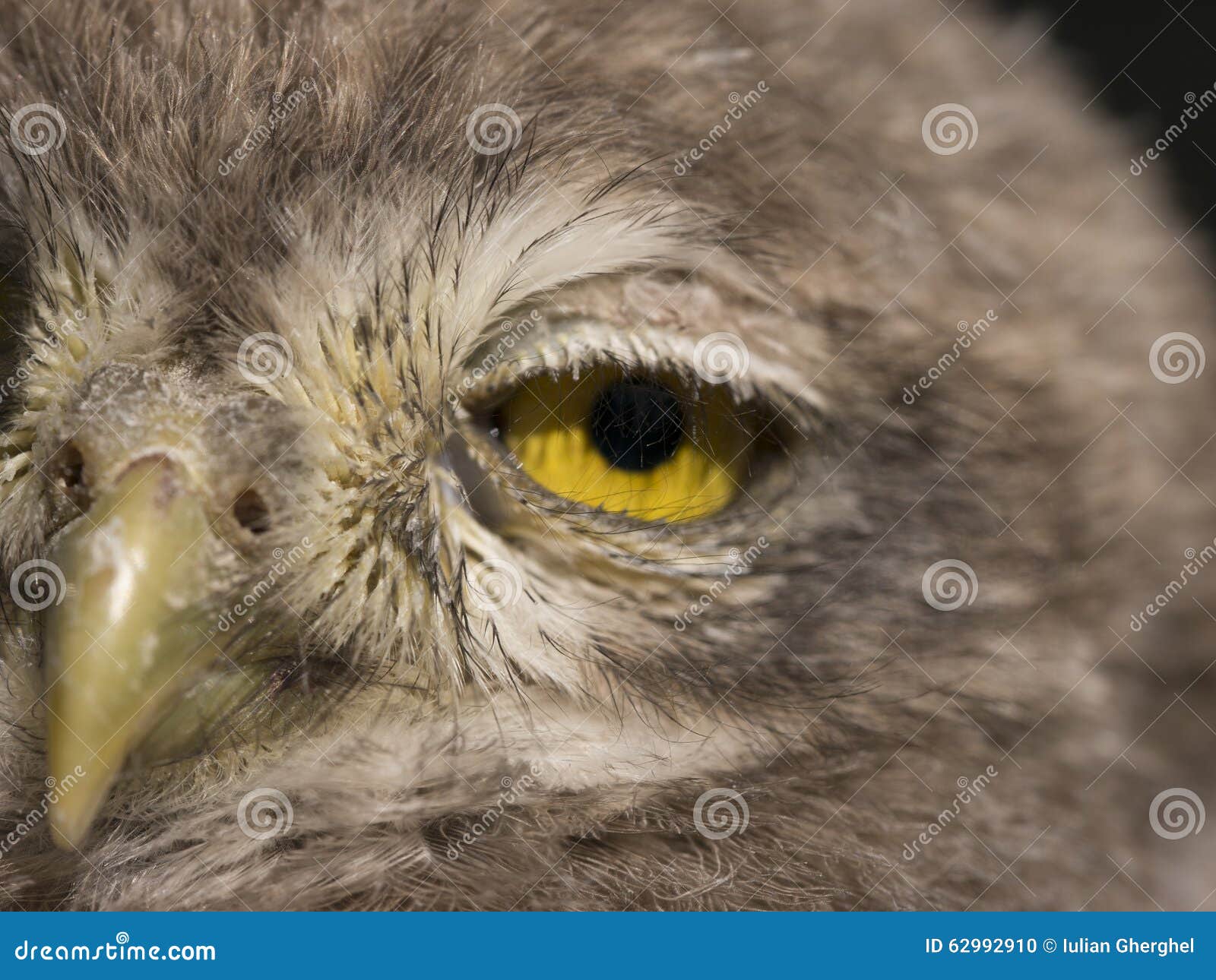Bird eye stock photo. Image of strong, natural, sharp - 62992910