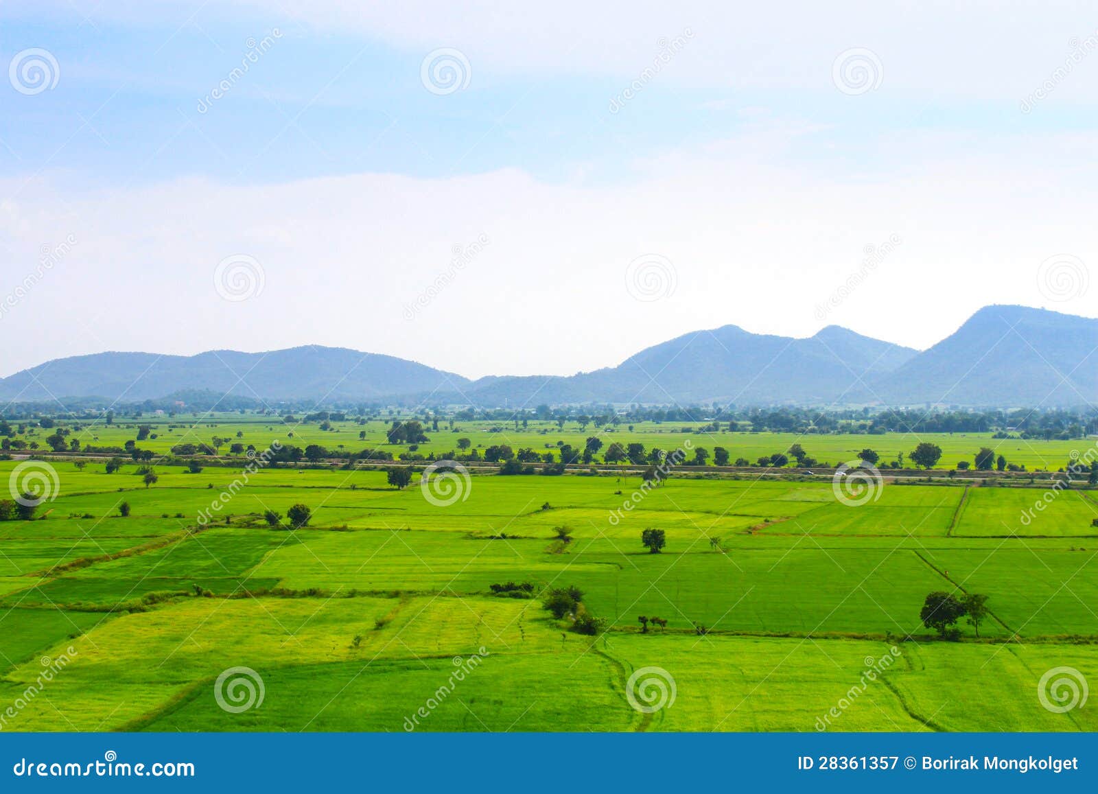 Bird Eye View of Paddy Field Stock Image - Image of asian, agricultural ...