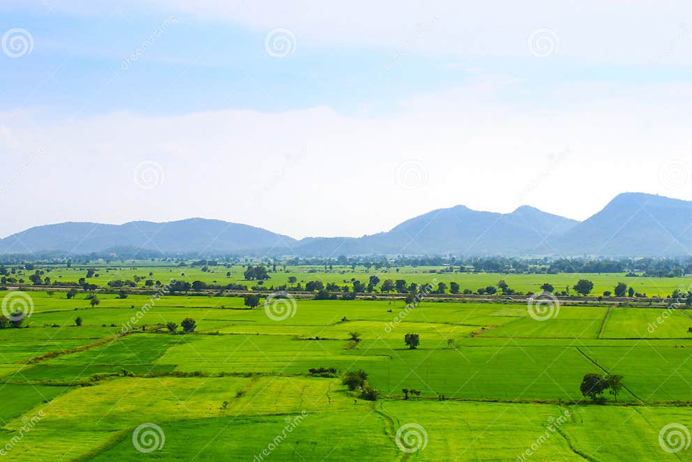 Bird Eye View of Paddy Field Stock Image - Image of asian, agricultural ...