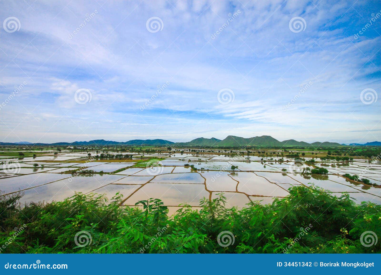 Bird Eye View of Paddy Field Stock Photo - Image of reflection, grass ...