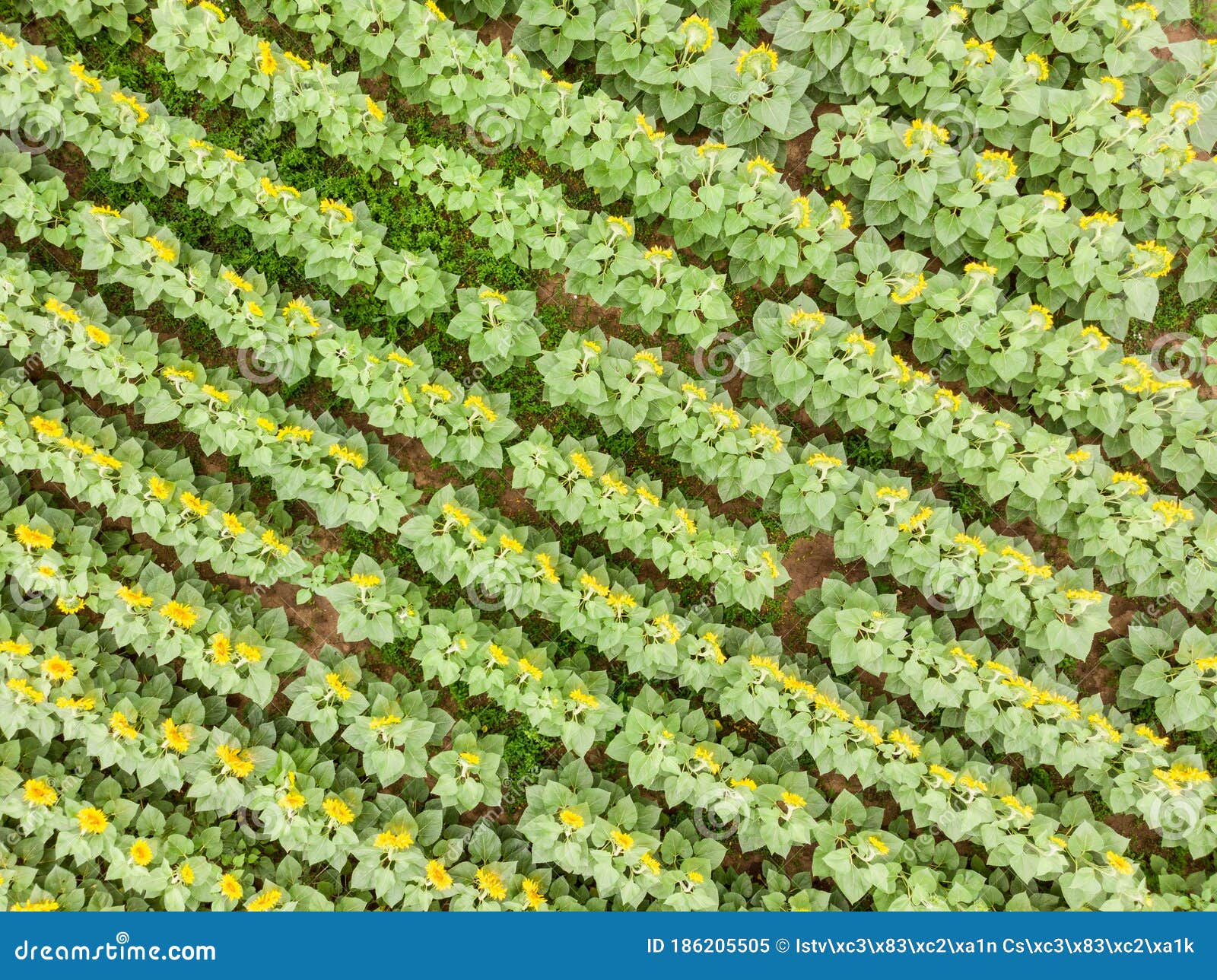 Bird Eye View of Sunflower Field Stock Image - Image of countryside ...
