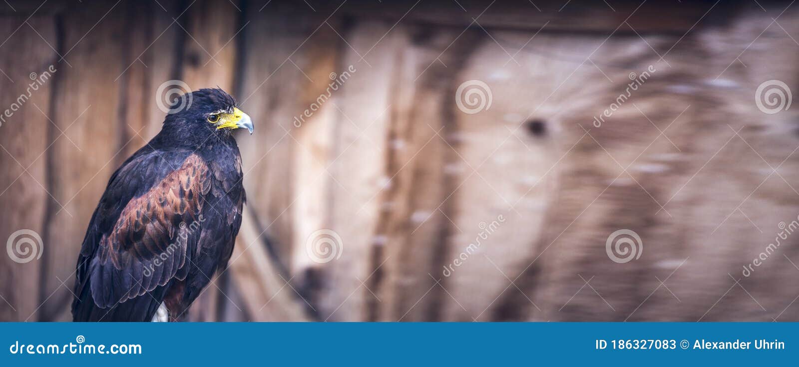 Bird Face Close Up, Predator Bird, Panorama. Stock Image - Image of ...