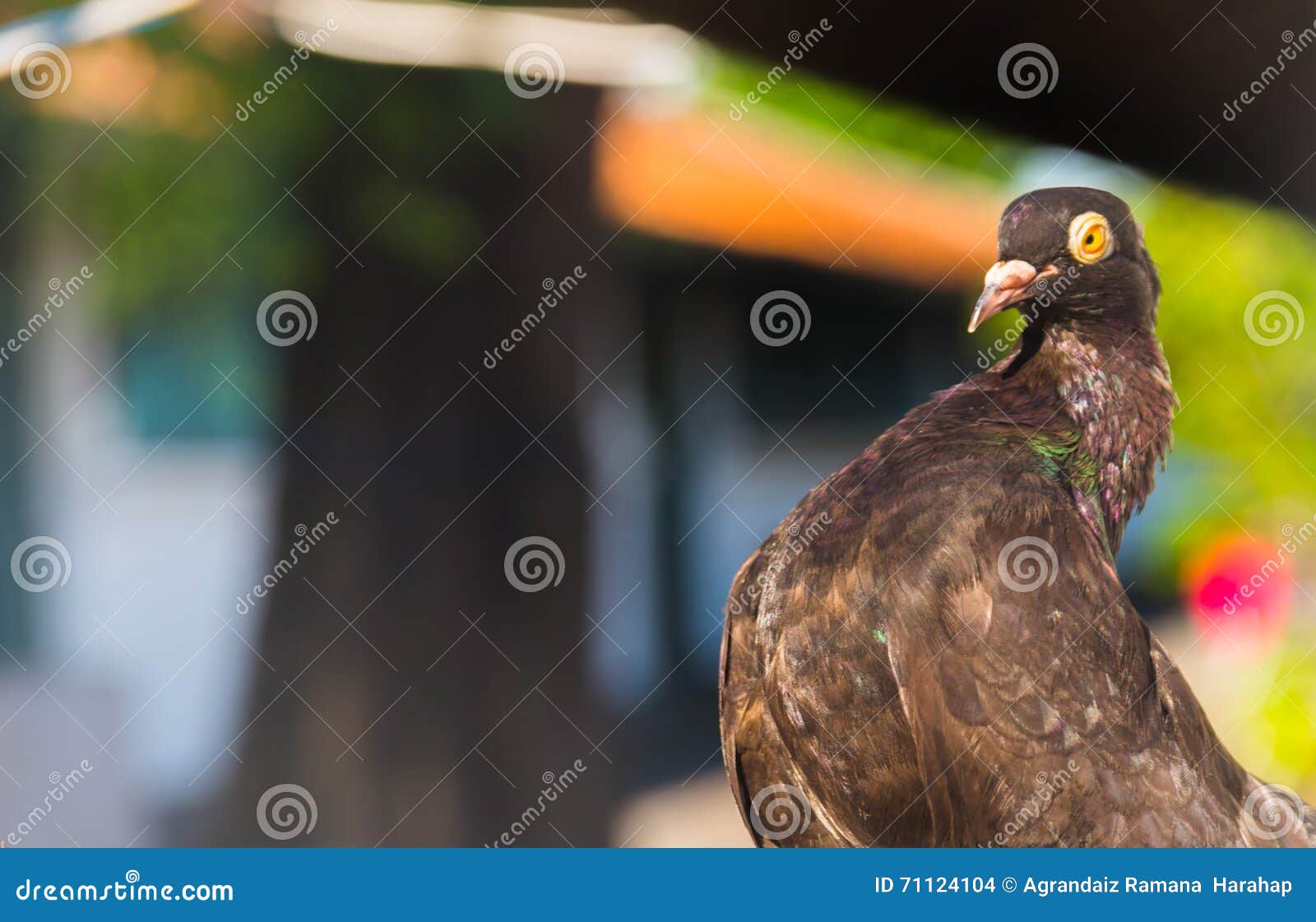 Bird Face on the Right Side Stock Photo - Image of wildlife, postcard ...