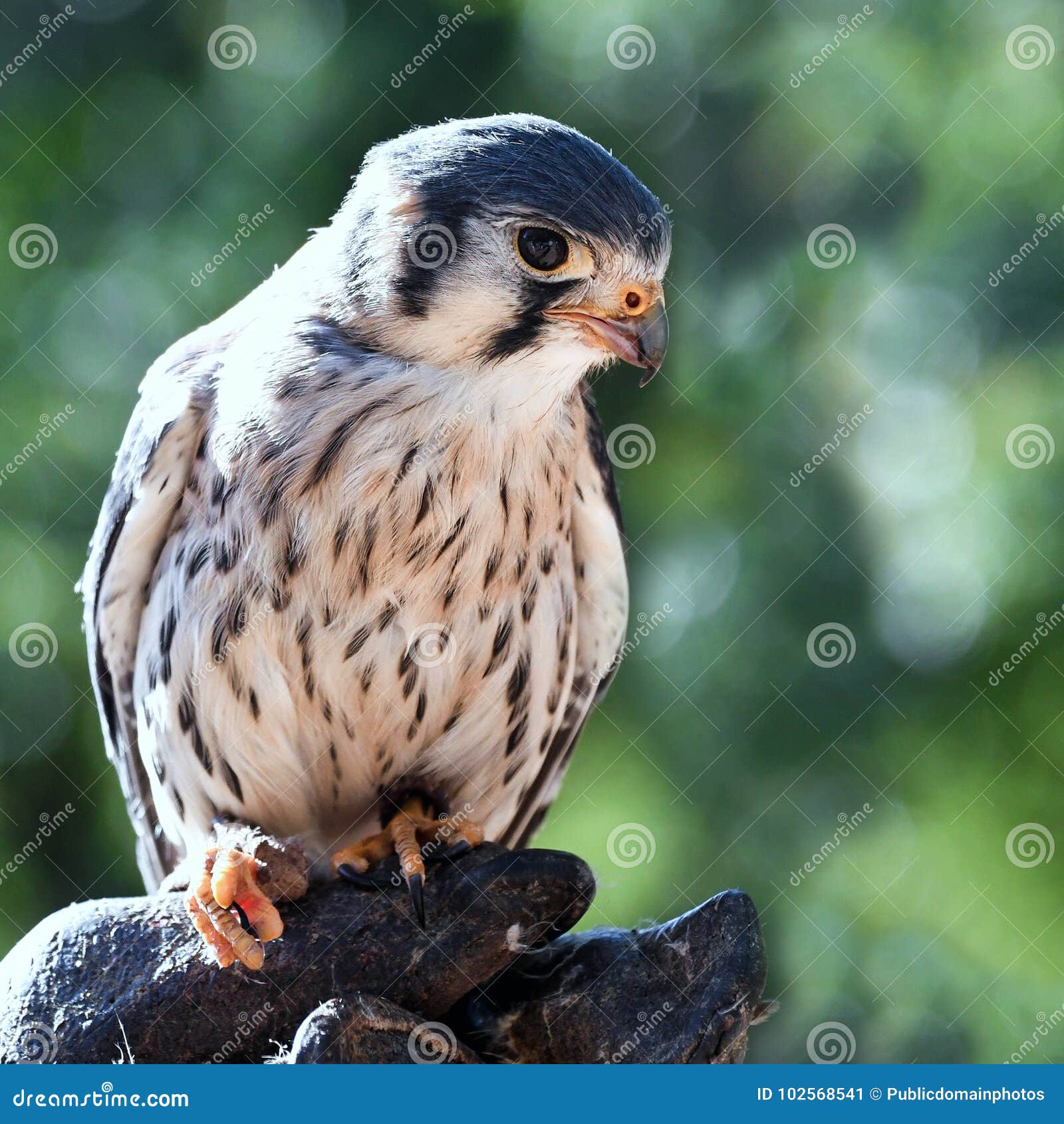 Bird, Falcon, Beak, Fauna Picture. Image: 102568541