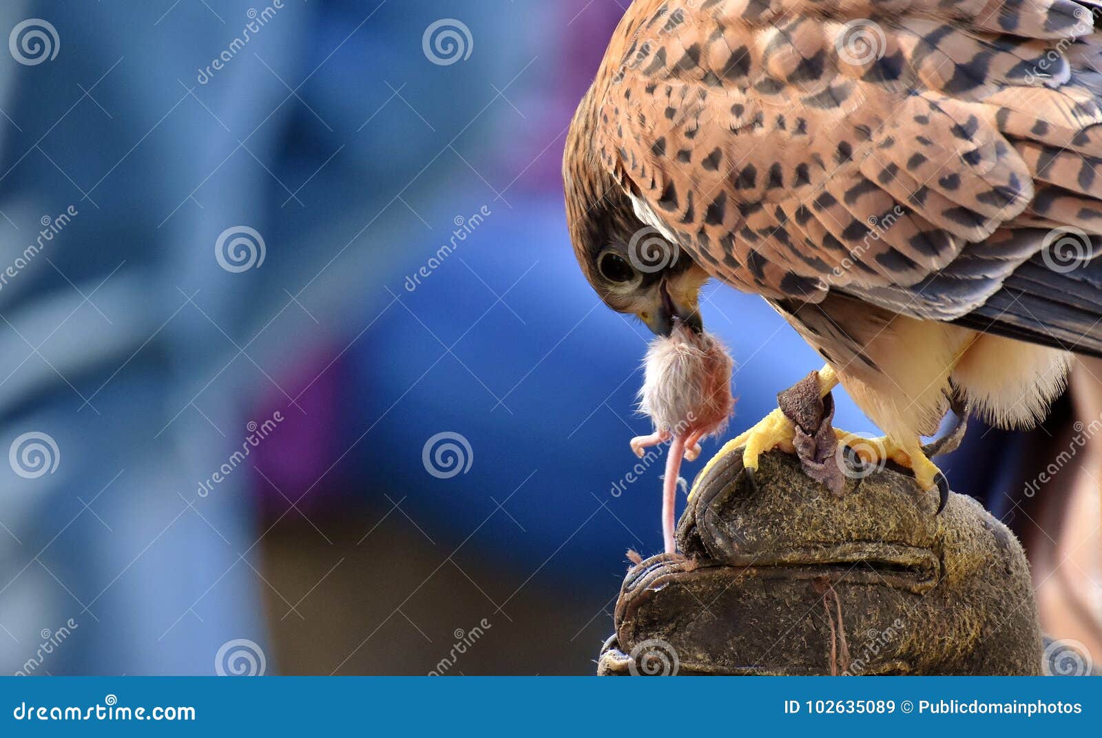 Bird, Falcon, Beak, Hawk Picture. Image: 102635089