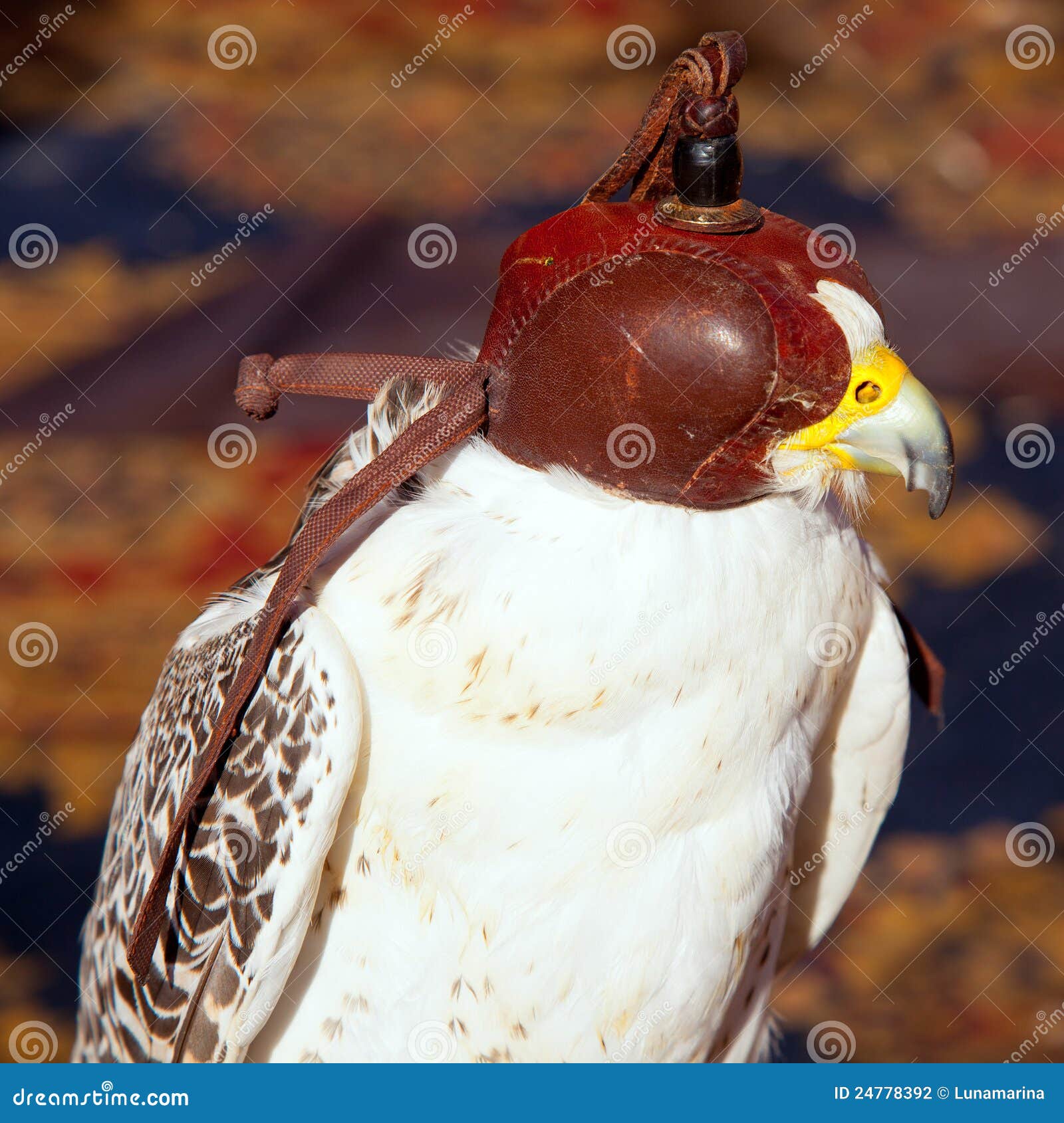 Bird Falcon with Falconry Blind Hood Stock Photo - Image of plumage ...