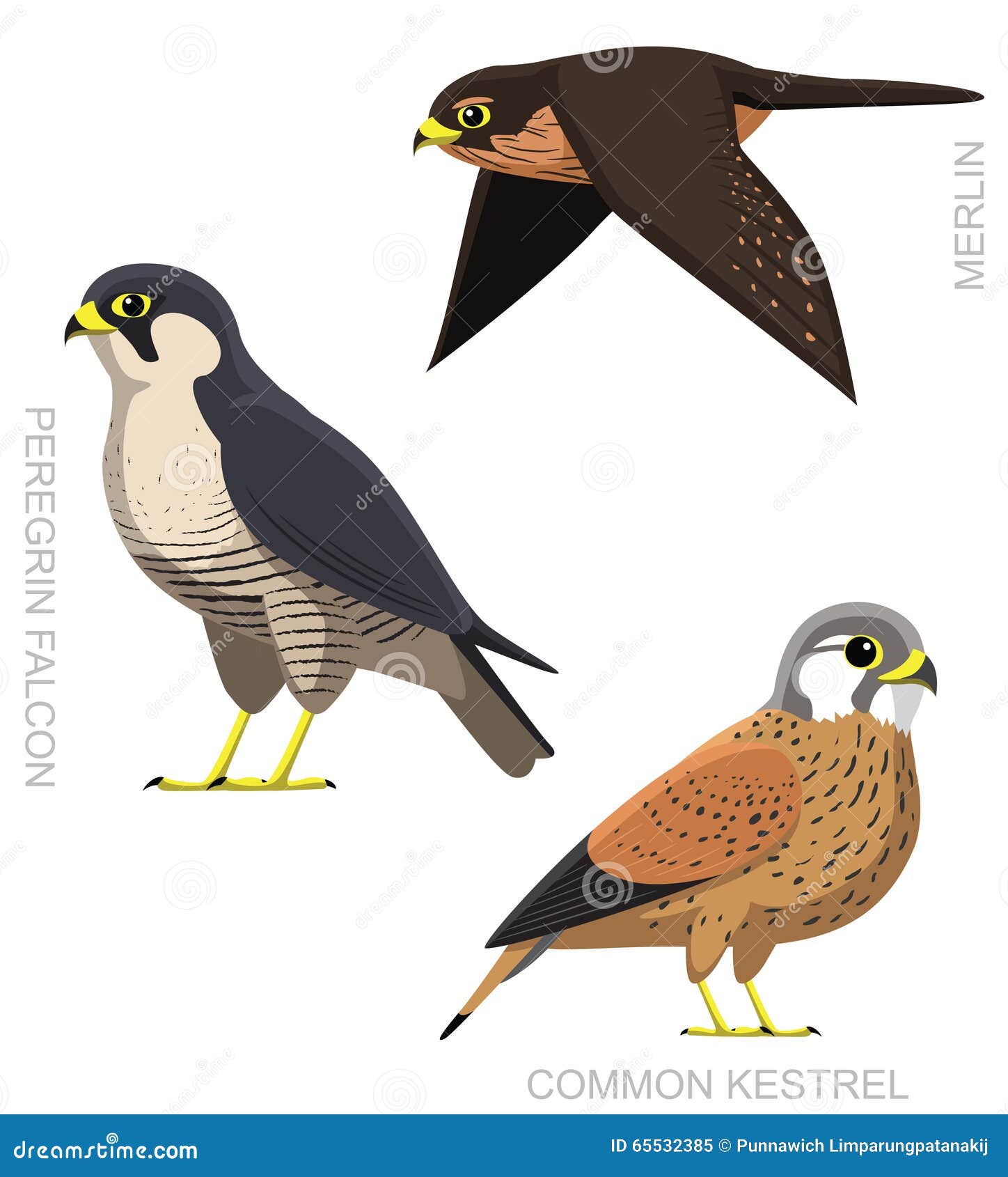 Bird Falcon Set Cartoon Vector Illustration Stock Vector - Illustration ...