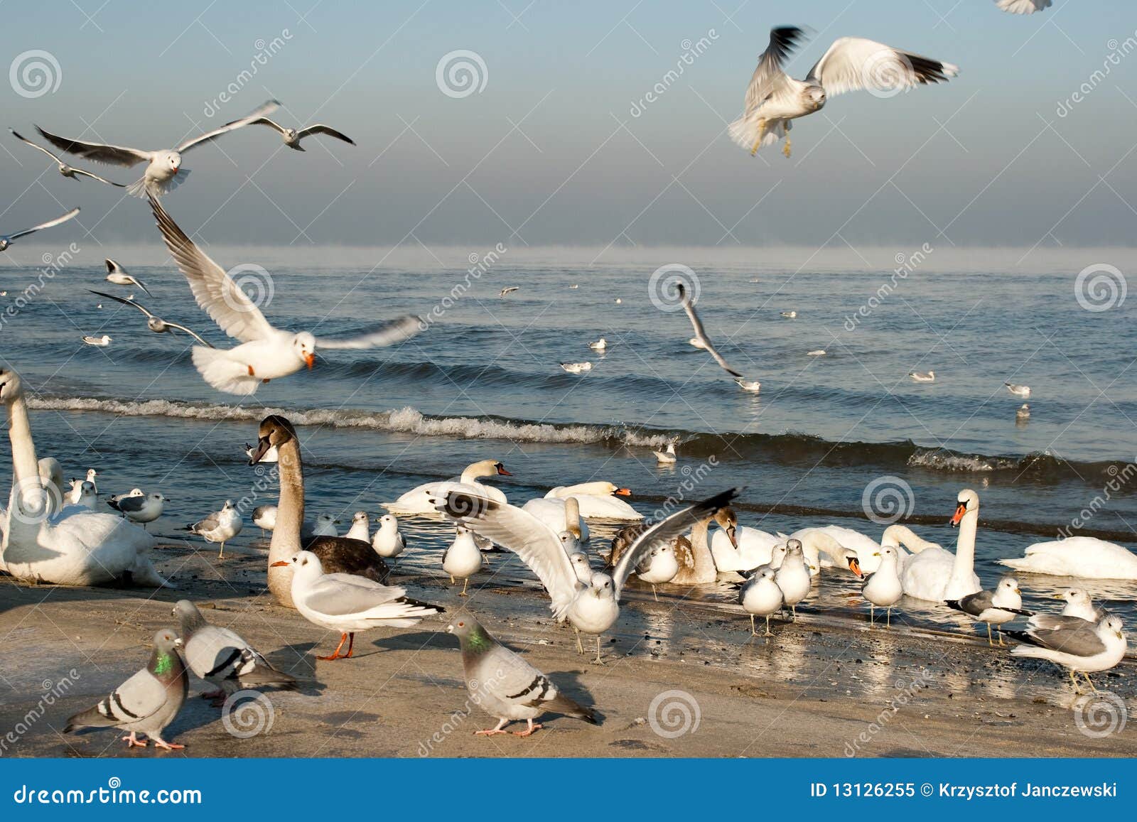 Bird family. stock image. Image of covered, colour, field - 13126255