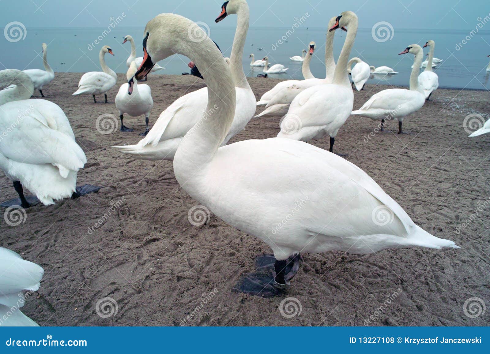 Bird family. stock photo. Image of beautiful, covered - 13227108