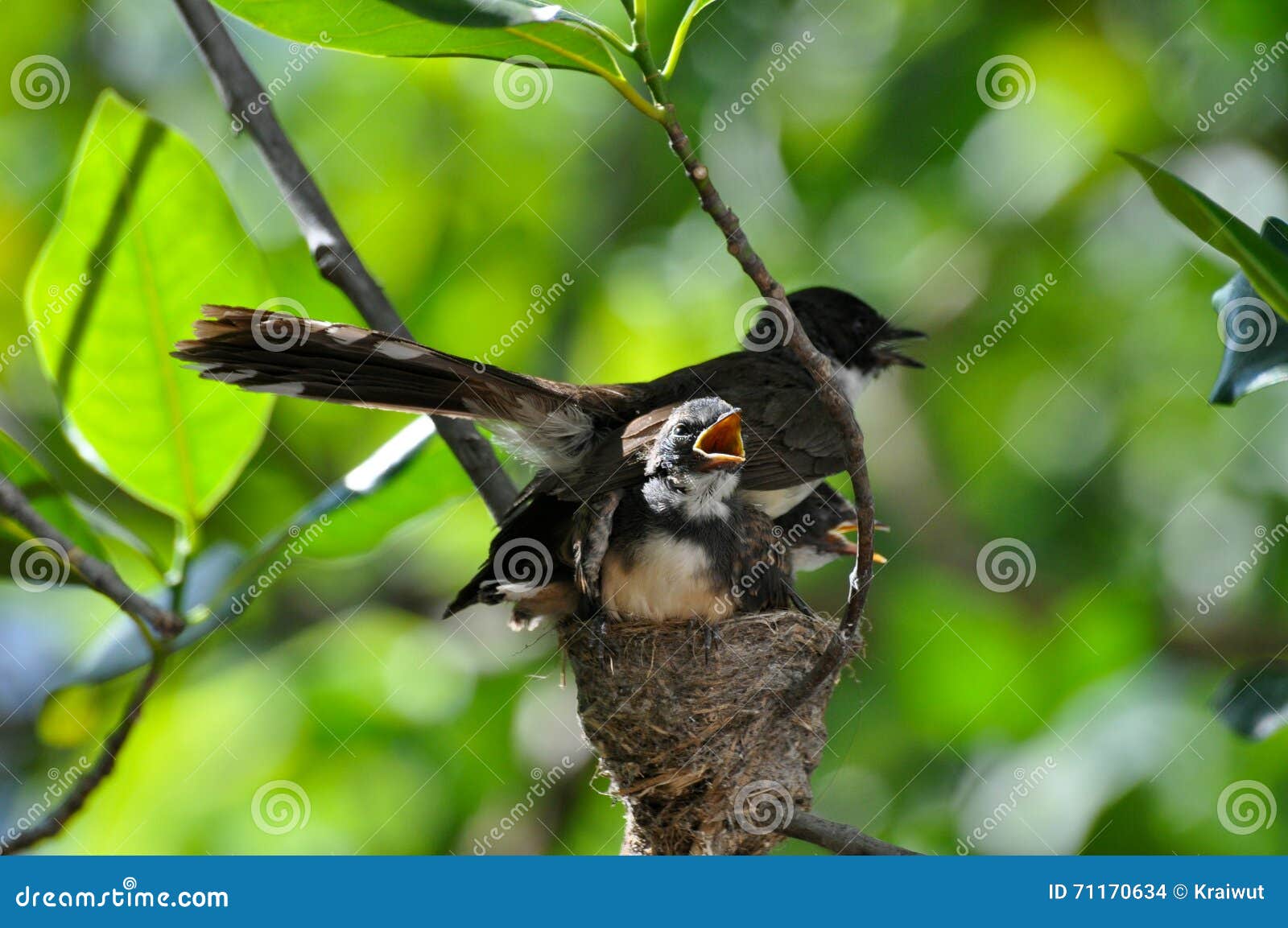 Bird family stock photo. Image of kinsfolk, mother, parent - 71170634