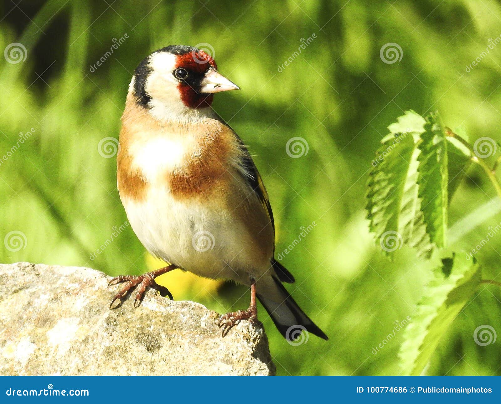 Bird, Fauna, Beak, Finch Picture. Image: 100774686
