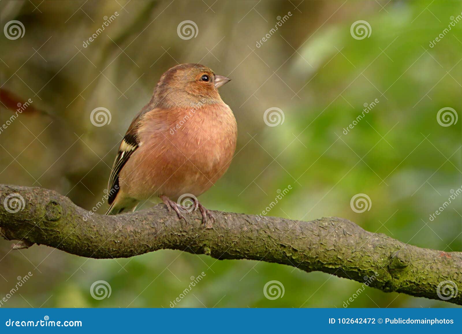 Bird, Fauna, Beak, Finch Picture. Image: 102642472