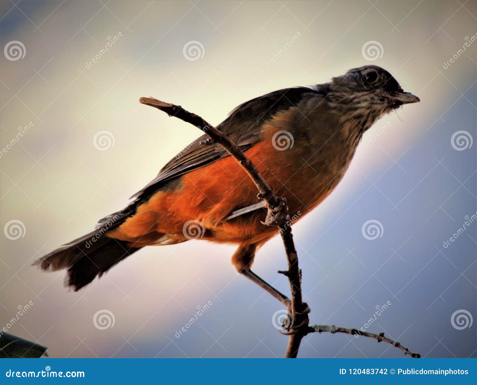 Bird, Fauna, Beak, Finch Picture. Image: 120483742