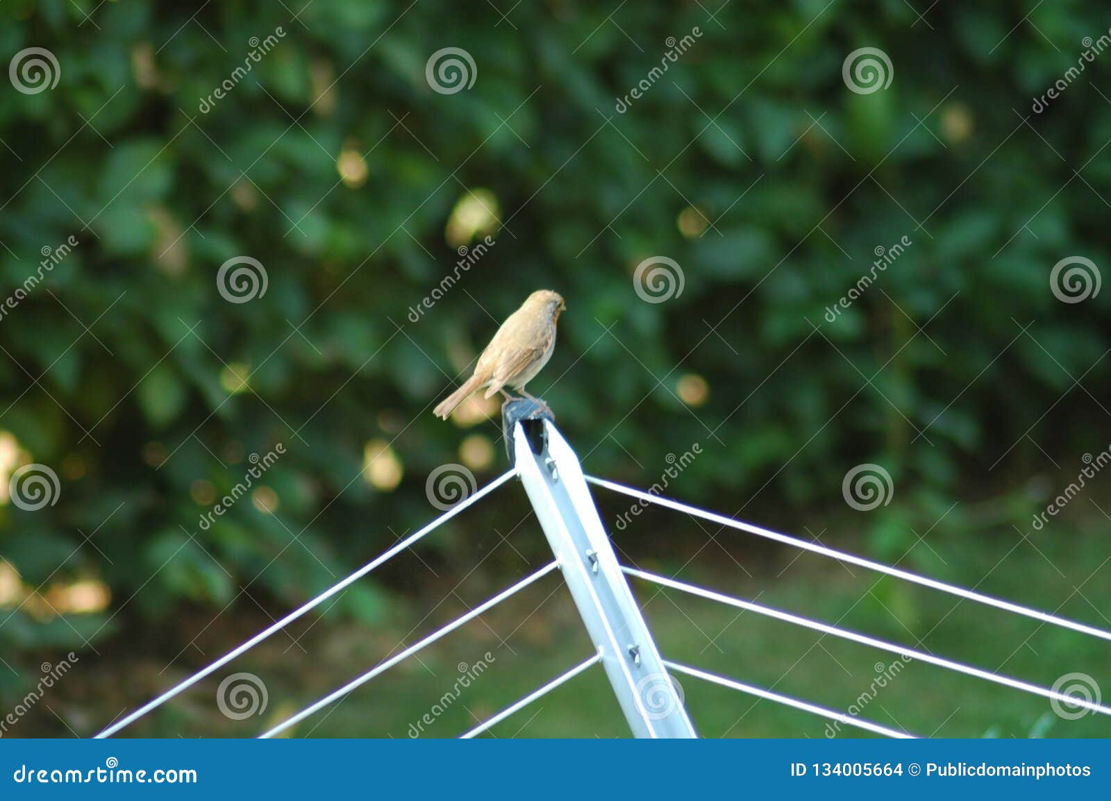 Bird, Fauna, Beak, Grass Picture. Image: 134005664