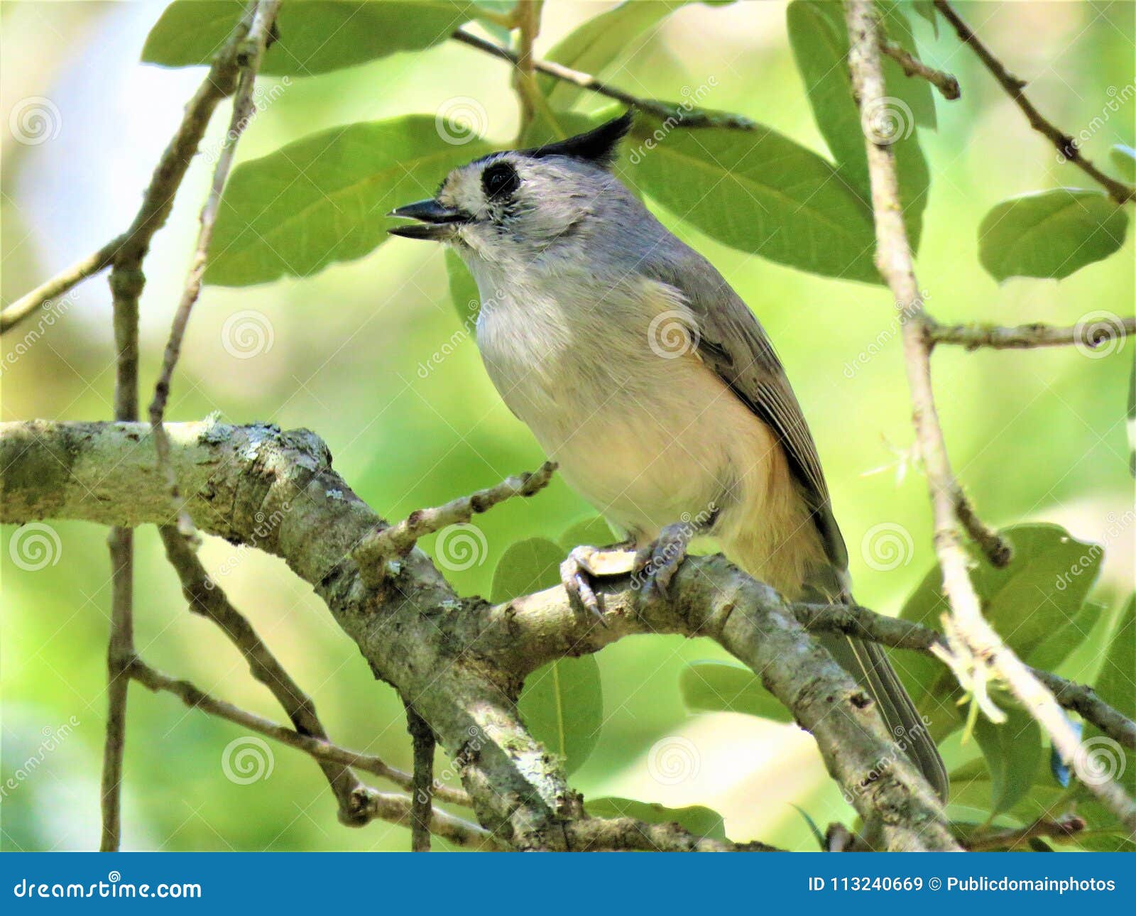 Bird, Fauna, Beak, Old World Flycatcher Picture. Image: 113240669