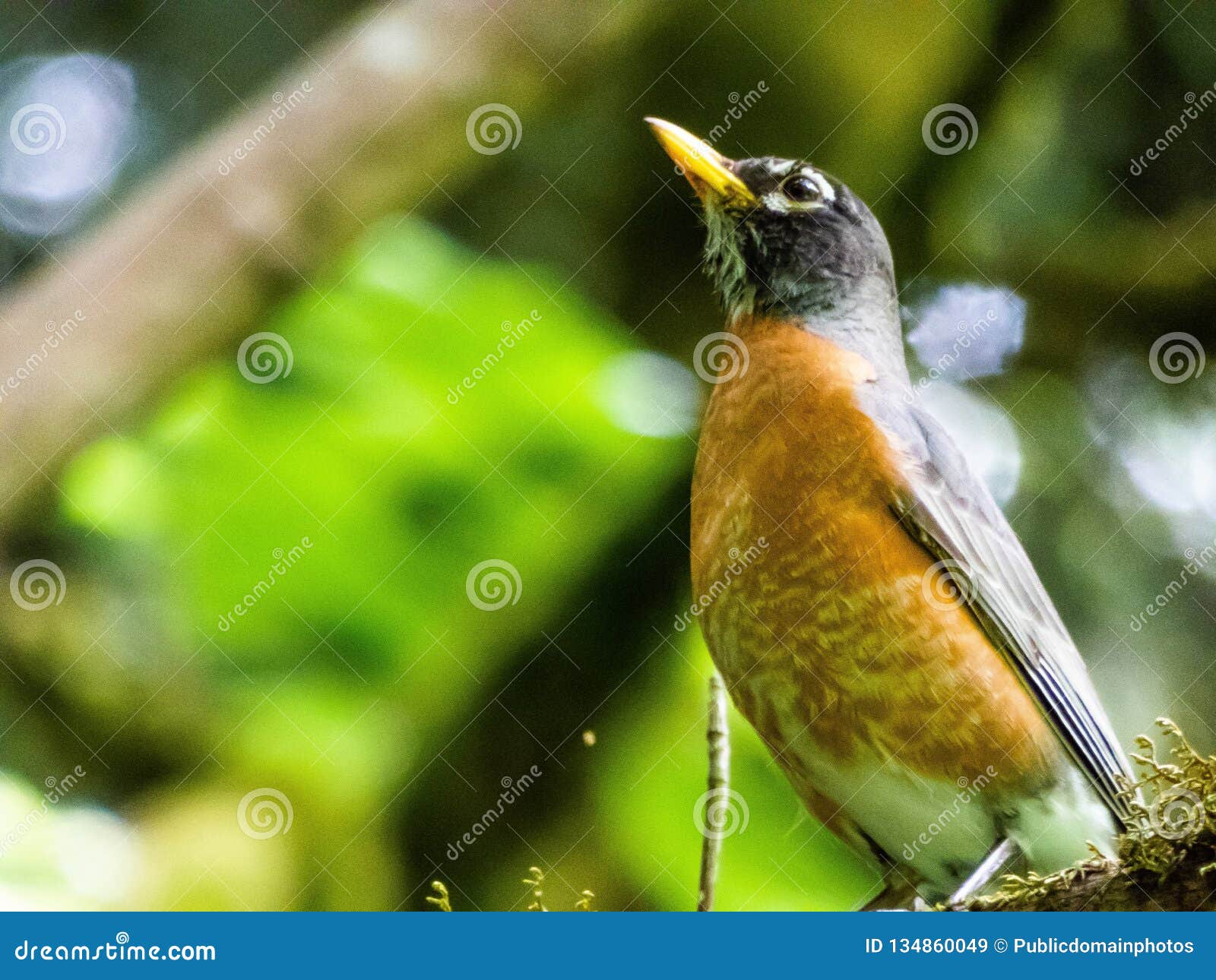 Bird, Fauna, Beak, Robin Picture. Image: 134860049