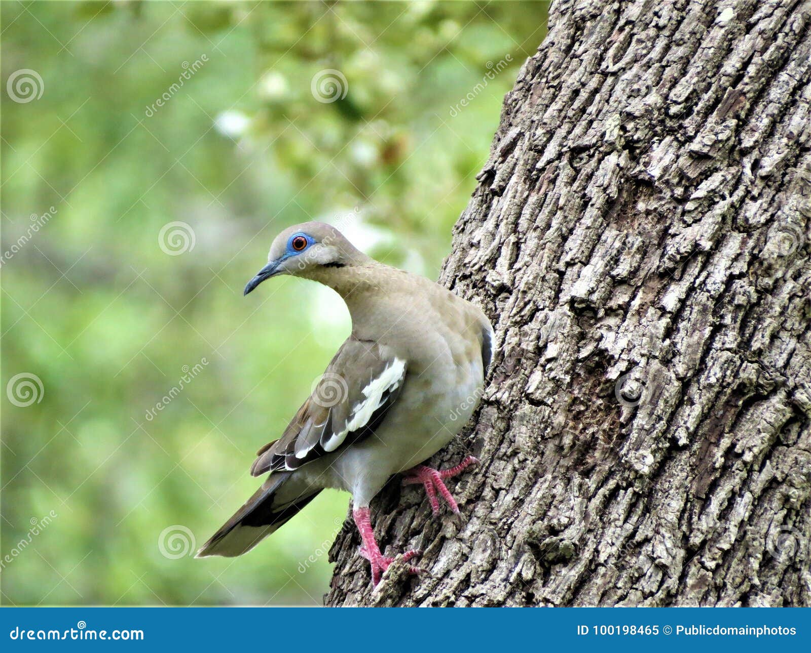 Bird, Fauna, Beak, Tree Picture. Image: 100198465
