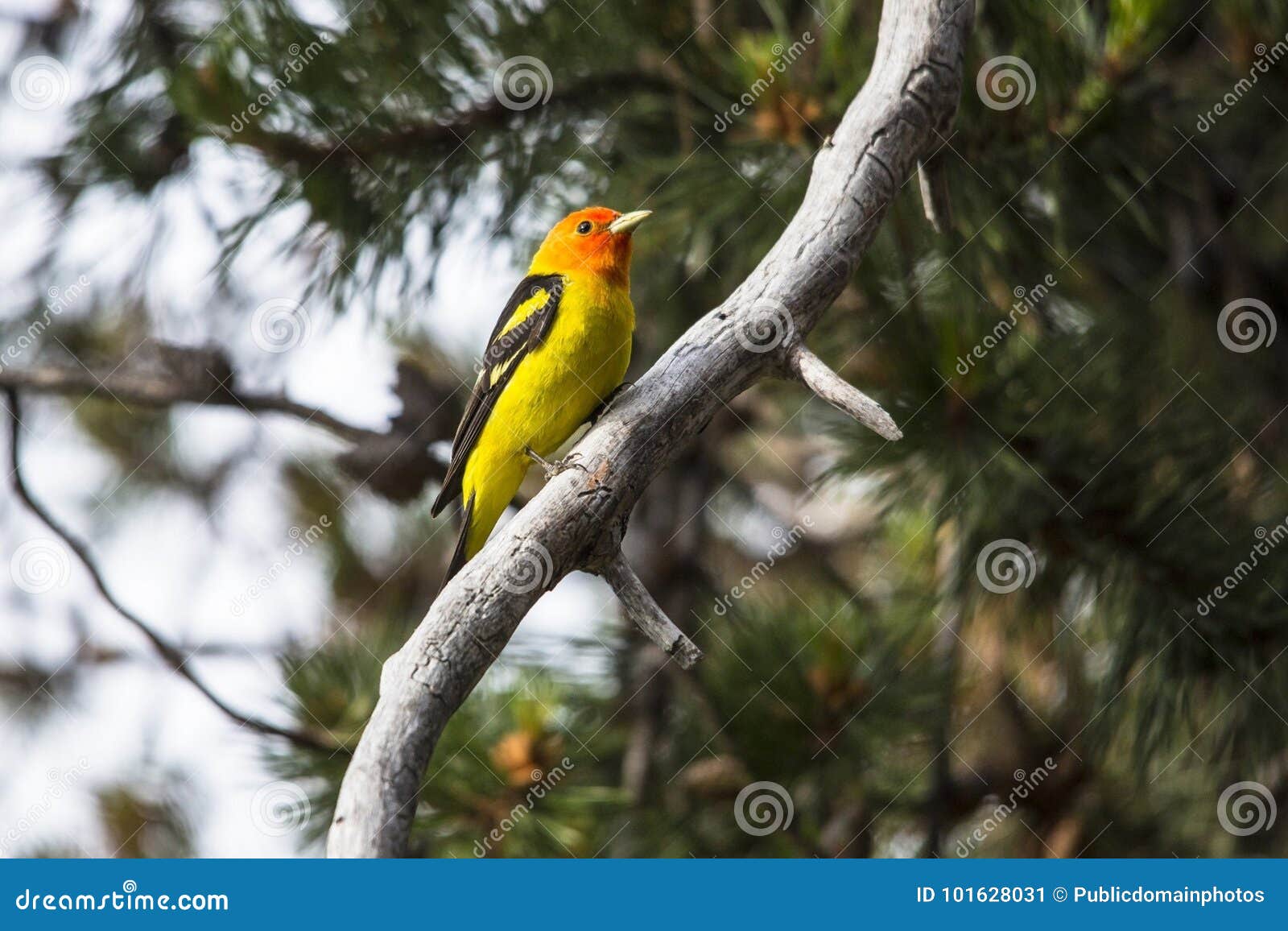 Bird, Fauna, Beak, Tree Picture. Image: 101628031