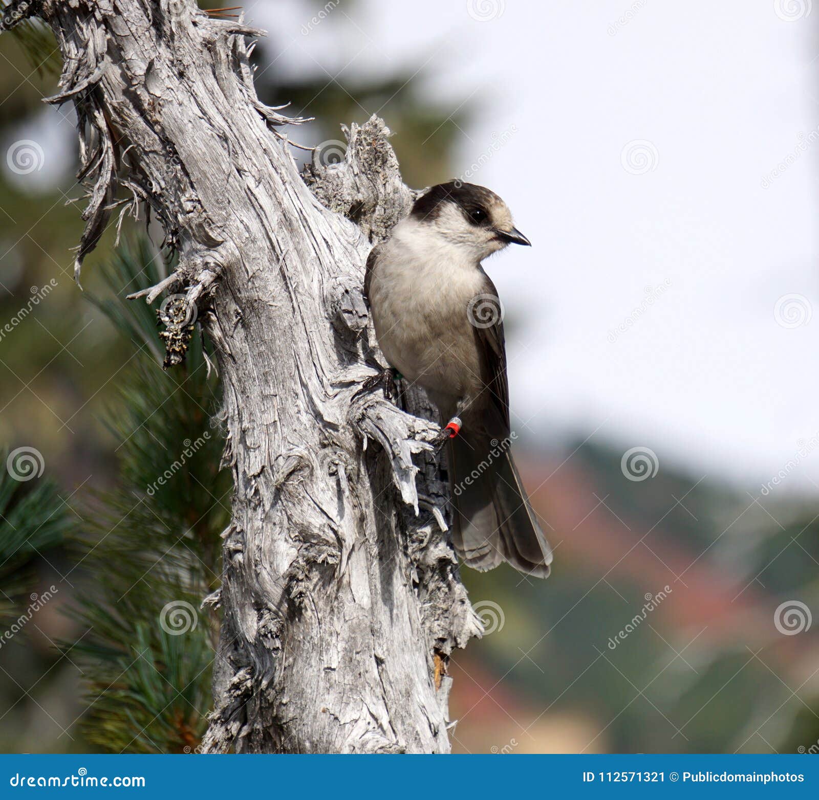 Bird, Fauna, Beak, Tree Picture. Image: 112571321