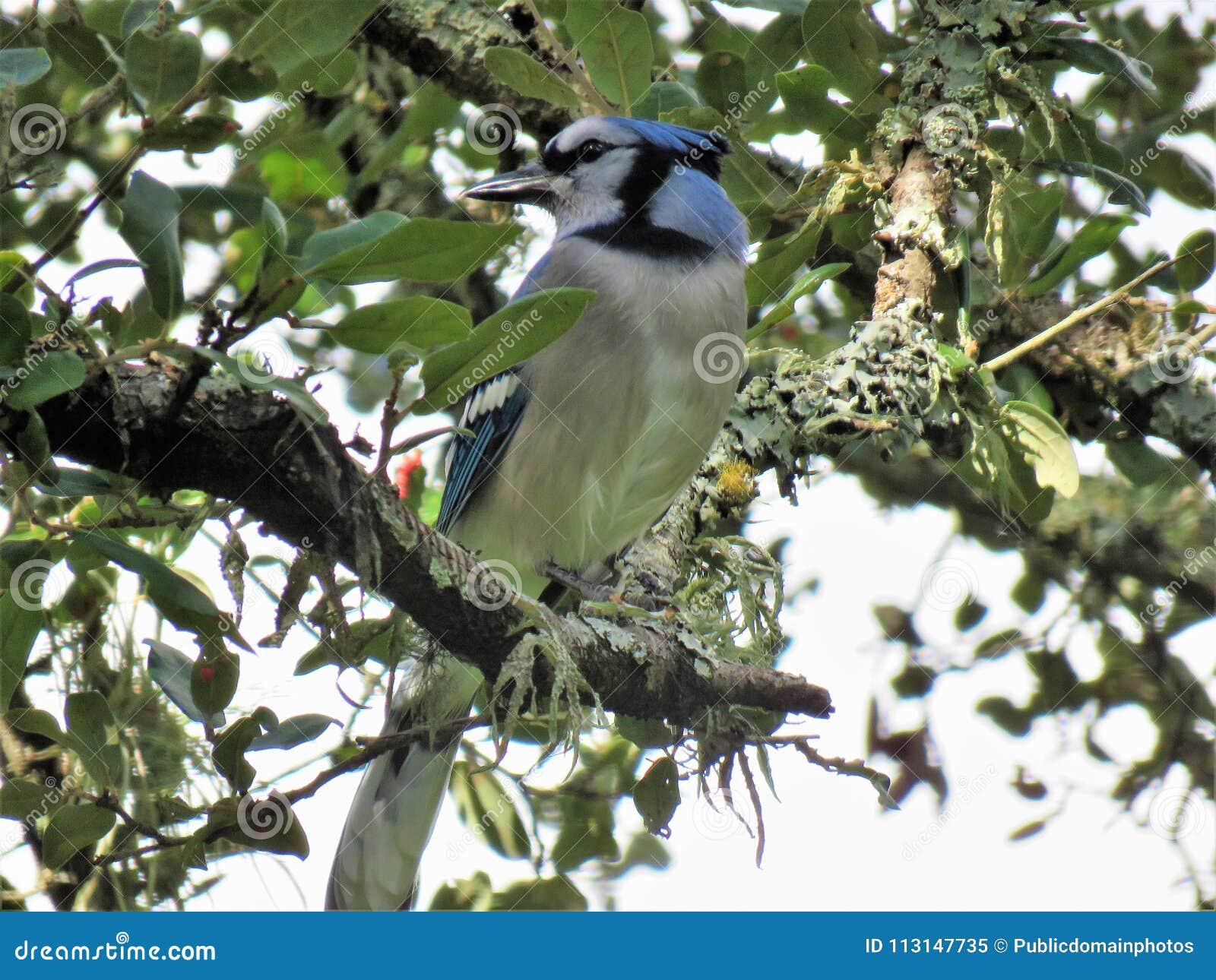 Bird, Fauna, Beak, Tree Picture. Image: 113147735
